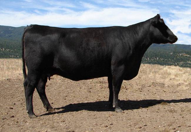 Donors | Circle L Angus