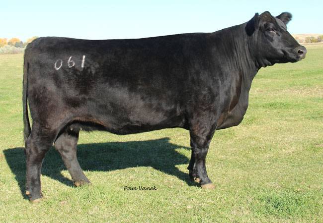 Donors | Circle L Angus