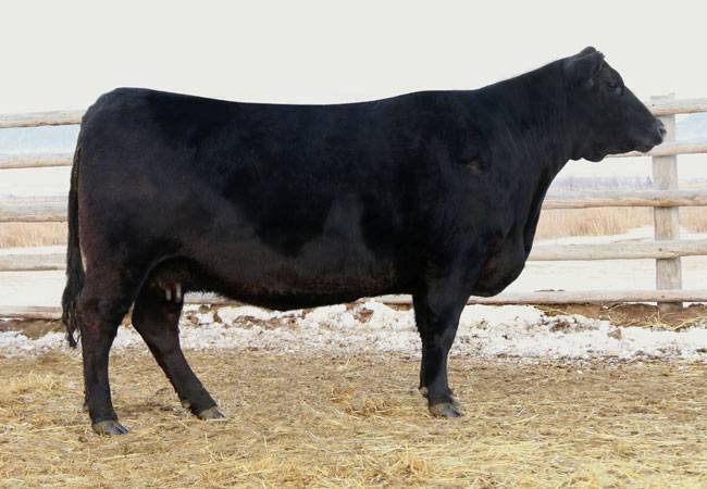 Donors | Circle L Angus
