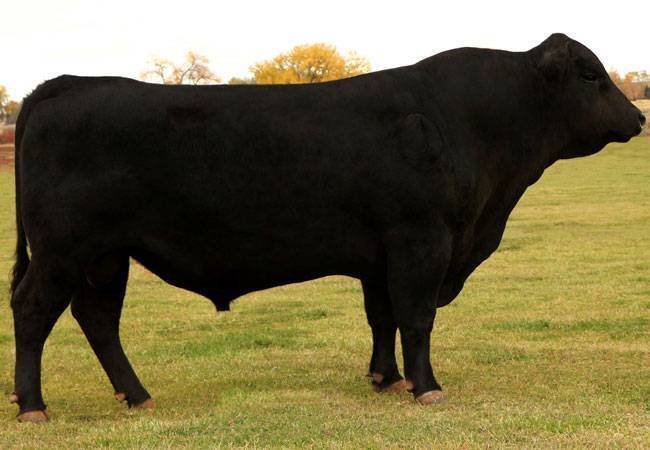 Sires | Circle L Angus